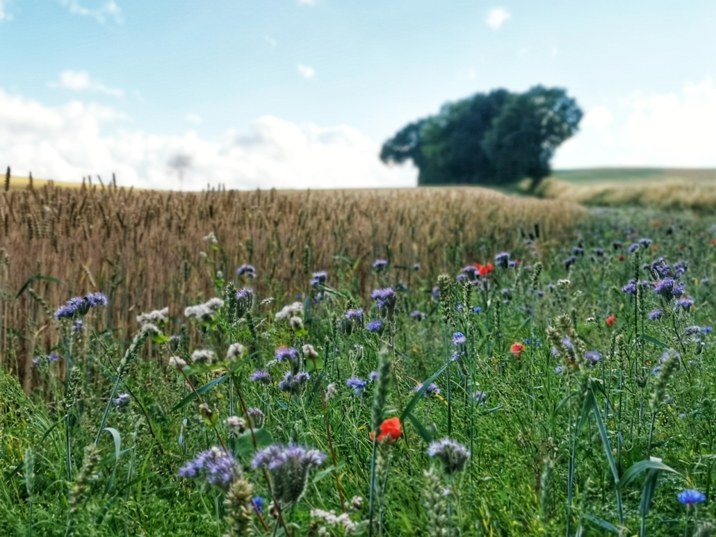 Kontakt | Große Feld Velbert